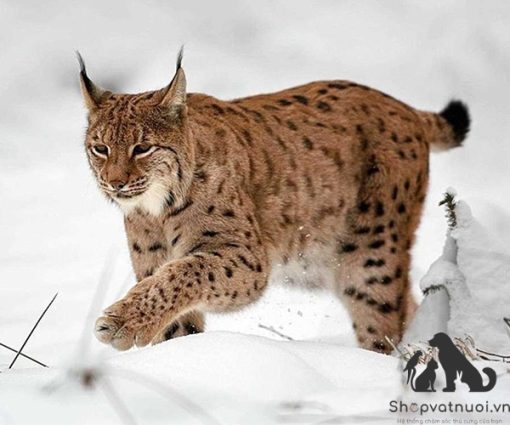 Lynx – Mèo Khổng Lồ Xứ Tuyết - Shopvatnuoi.vn