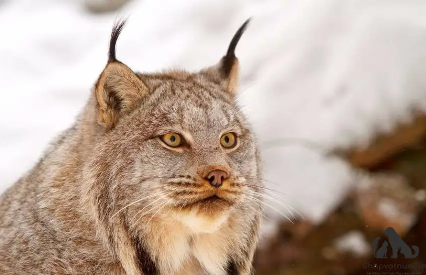 Lynx – Mèo Khổng Lồ Xứ Tuyết - Shopvatnuoi.vn
