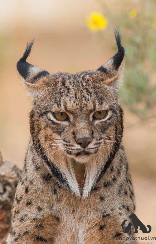 Lynx – Mèo Khổng Lồ Xứ Tuyết - Shopvatnuoi.vn