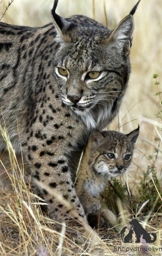 Lynx – Mèo Khổng Lồ Xứ Tuyết - Shopvatnuoi.vn