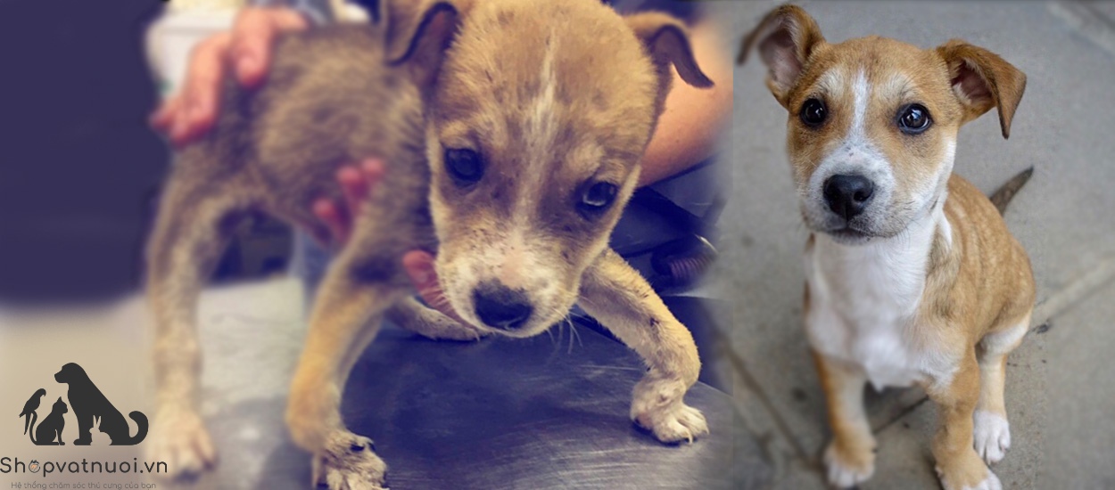 Bệnh Còi Xương, Cong Xương Biến Dạng Ở Chi Chó Con - Shopvatnuoi.vn