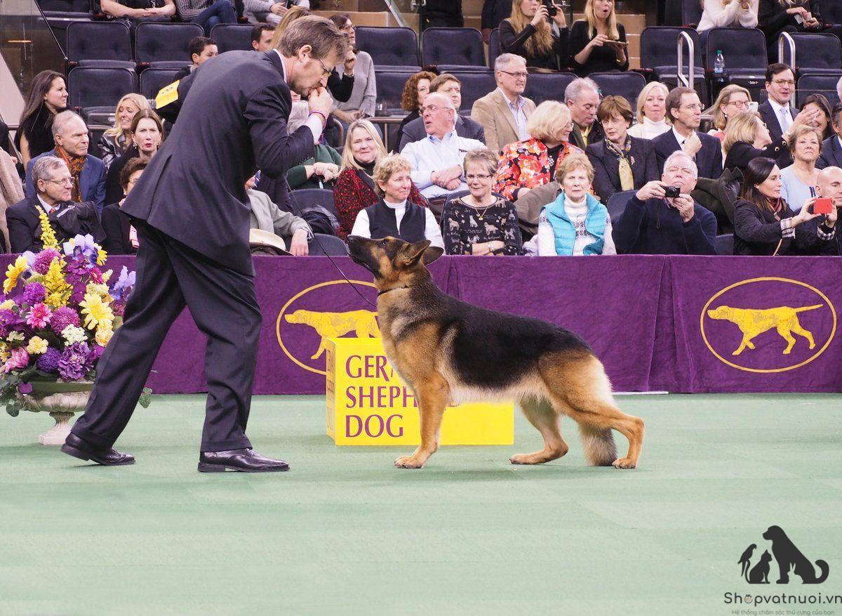 German Shepherd - Chó Becgie Đức - Shopvatnuoi.vn