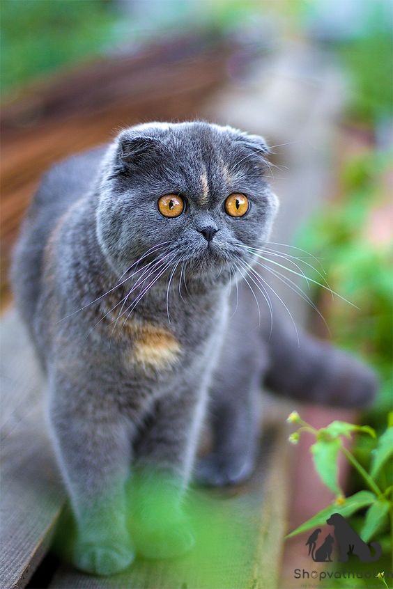 Scottish folds – Mèo tai cụp dễ thương - Shopvatnuoi.vn
