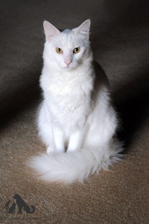Turkish Angora - Loài mèo được yêu thích nhất - Shopvatnuoi.vn