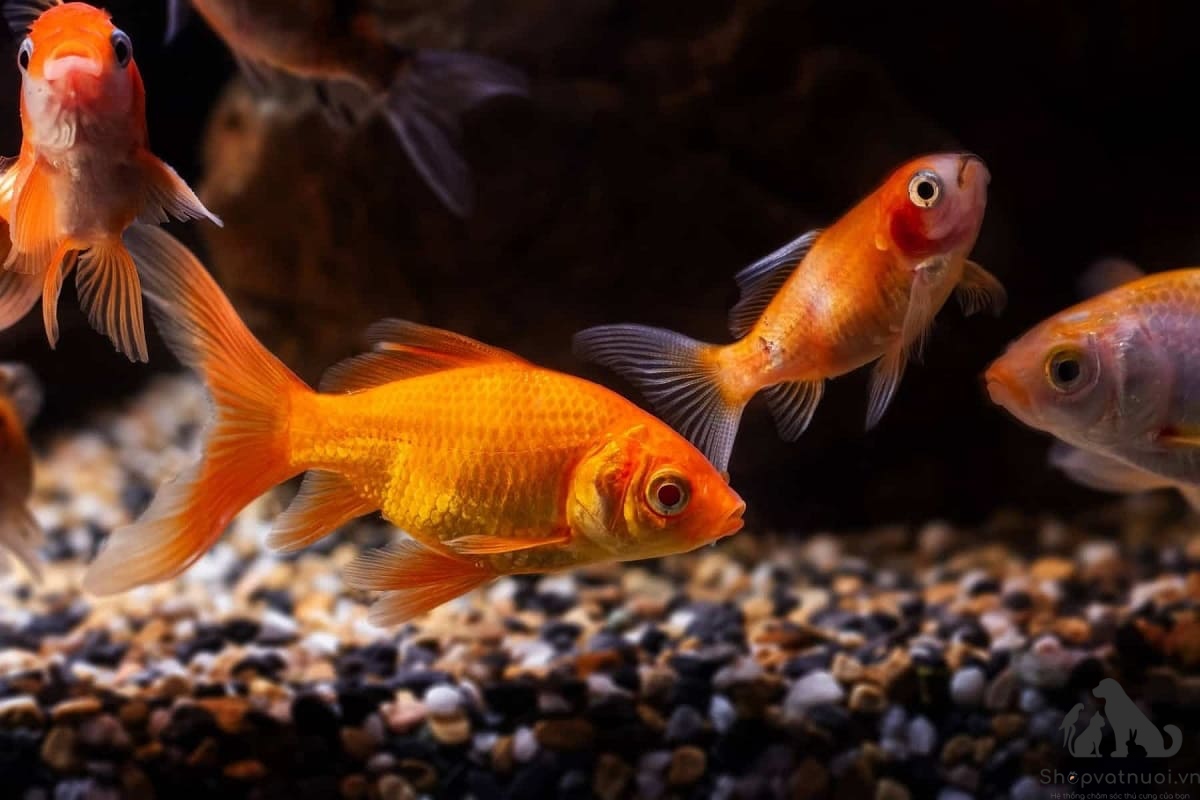 Cyprinidae Fish - Cá Vàng Ba Đuôi - Shopvatnuoi.vn
